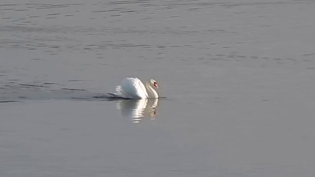 Лебеди со взлётом озеро Ильмень