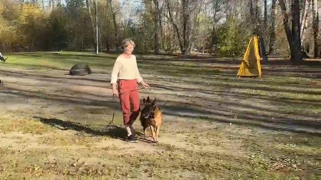 2.  выражено/перв БЕЛЬГИЯ ИЗ СИБИРСКИХ АФИН (Варгас из Белого Яра – Диво из Сибирских Афин)