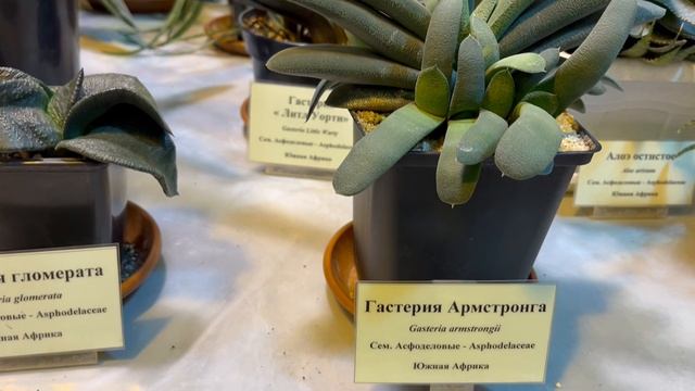Царицыно-Оранжерея-2_Толстики)_08-10-2025