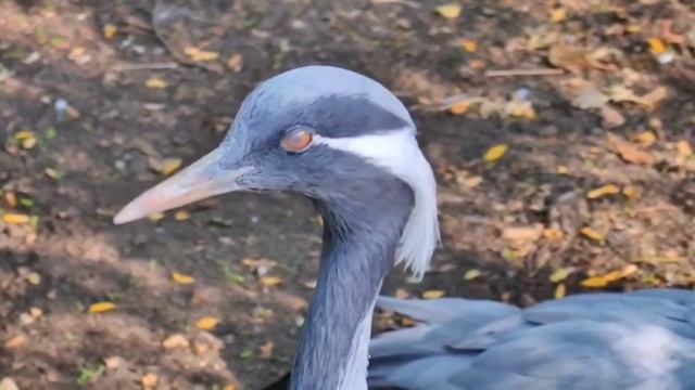 ✨ Журавль-красавка - один из самых маленьких разновидностей журавлиных.