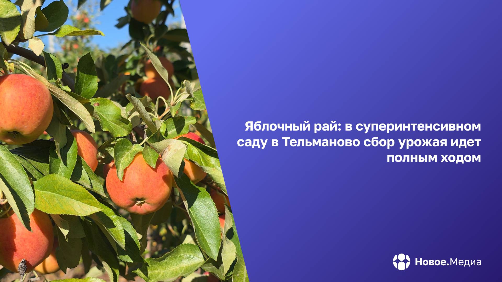 Яблочный сад Захарченко