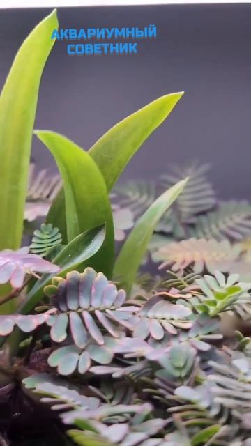 Идеальное сочетание водной орхидеи (Spiranthes odorata) и Нептунии огородной (Neptunia oleracea)