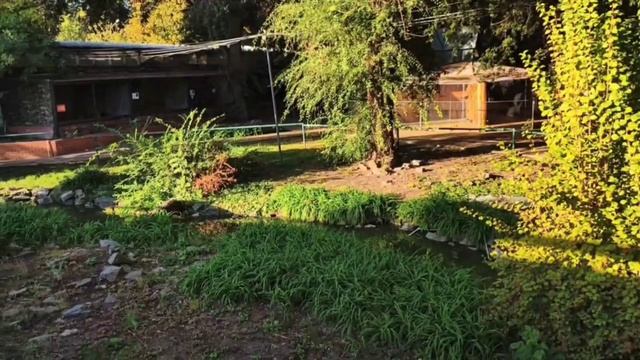 🍂 Осень в Ростовском зоопарке – это не просто сезон, а настоящее волшебство!