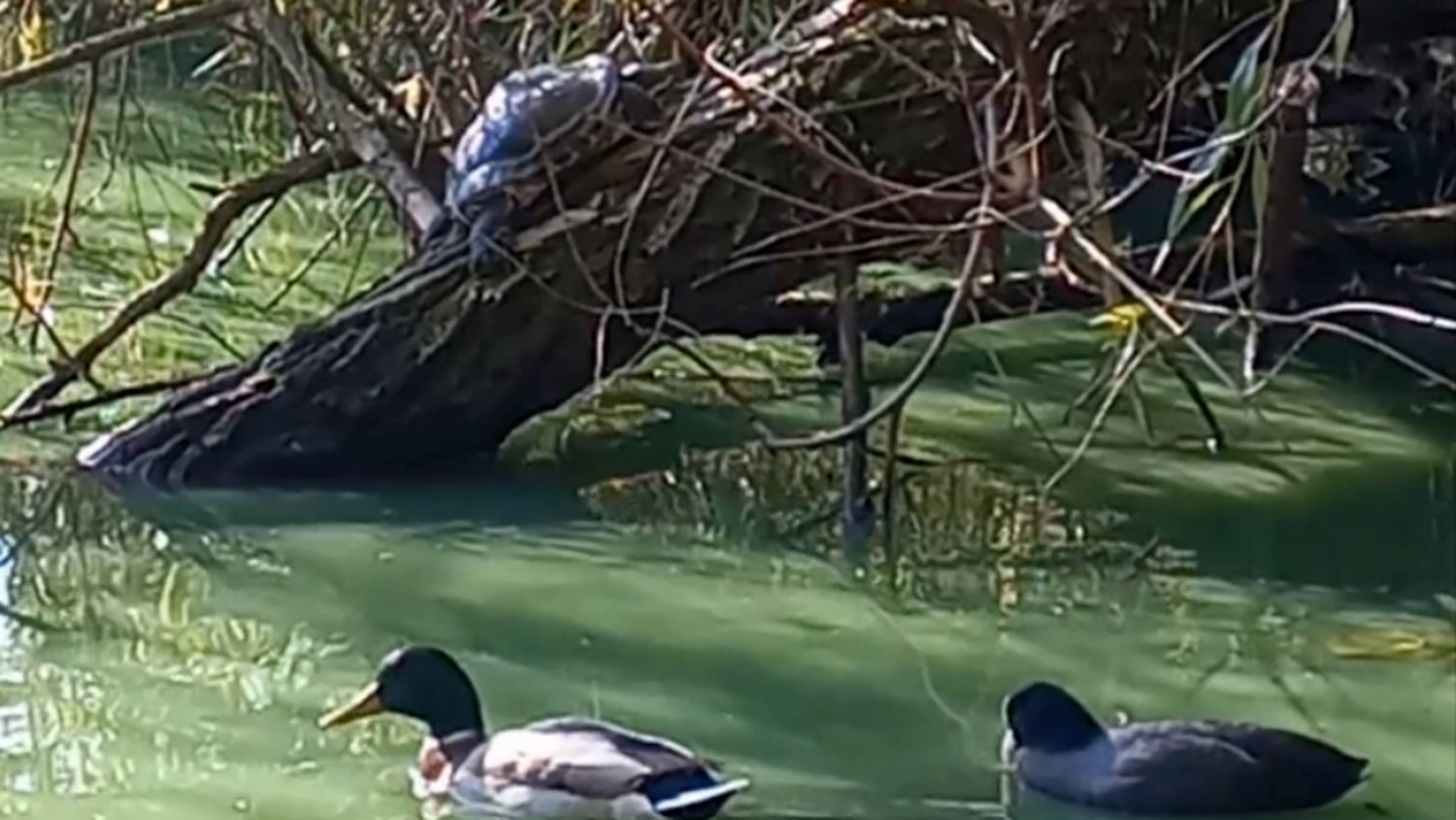 Черепаха в дикой природе рядом с кряквой и лысухой) Близкая съемка #STR