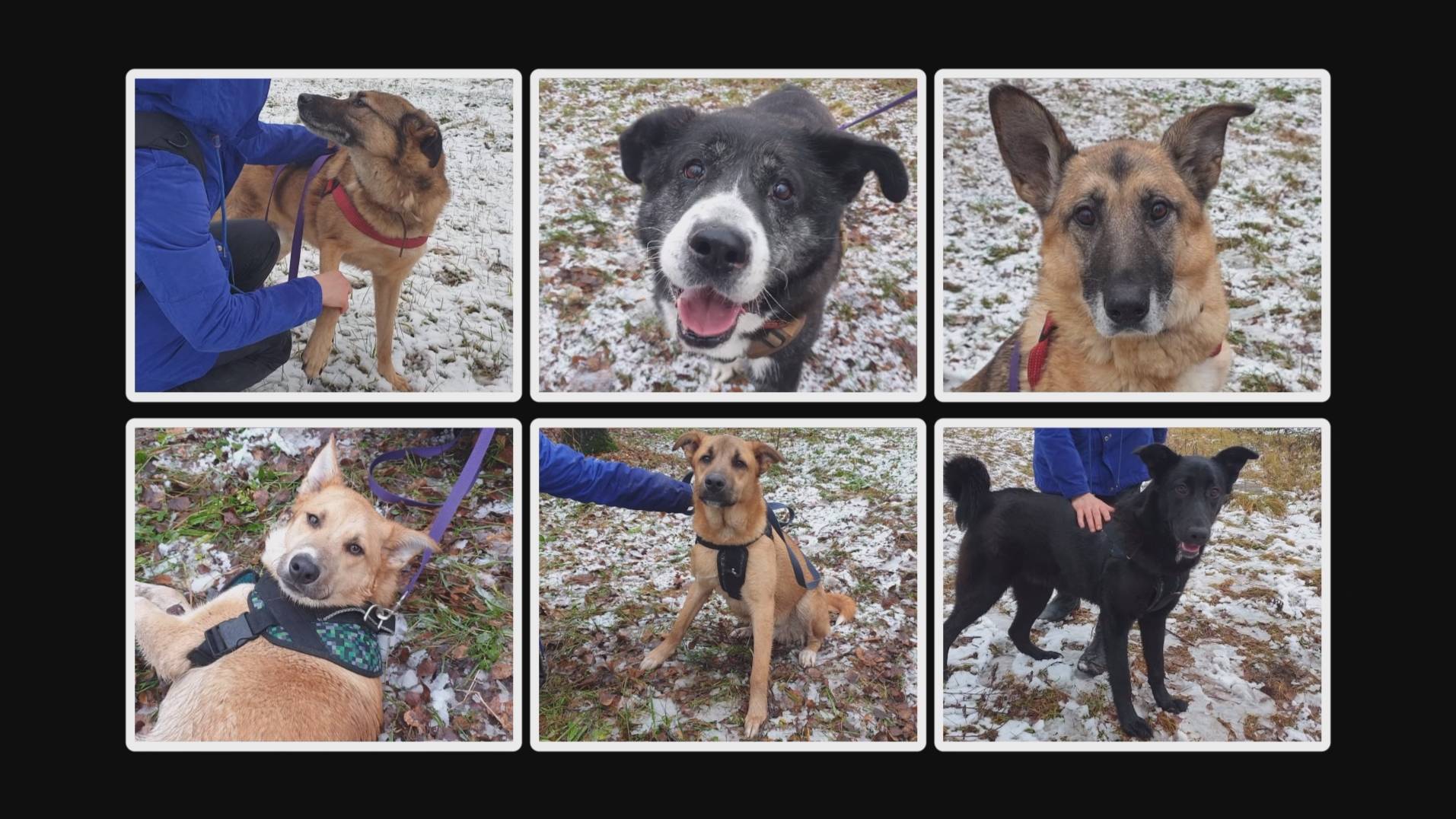 Собаки в приюте #1