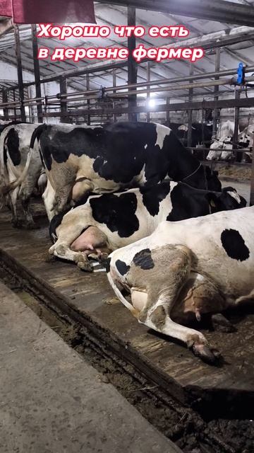 #Shorts Хорошо что есть в деревне фермер#домвдеревне#ферма#молоко