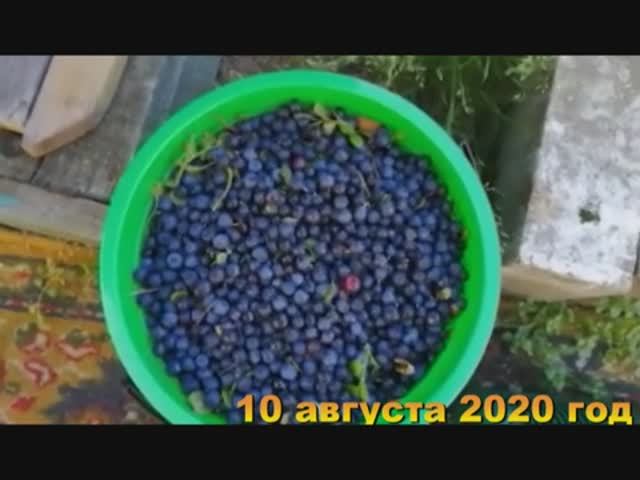 7 соток. В лес за черникой. Хроника 10 августа 2020 год