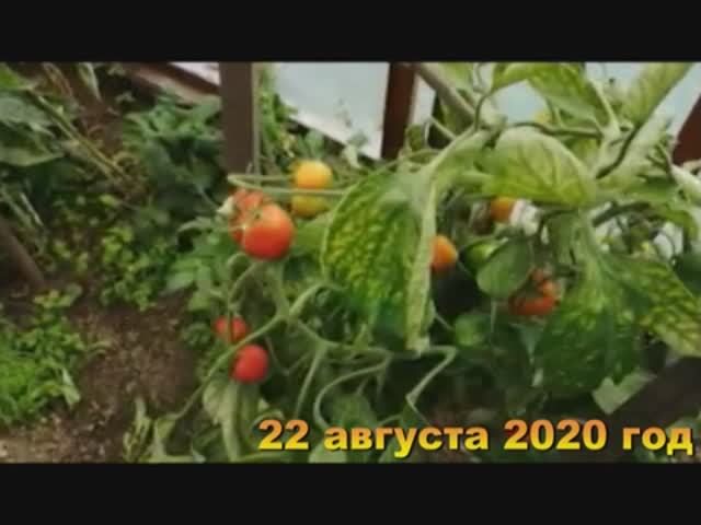 7 соток. Начали обильно зреть помидоры. Хроника 22 августа 2020 год