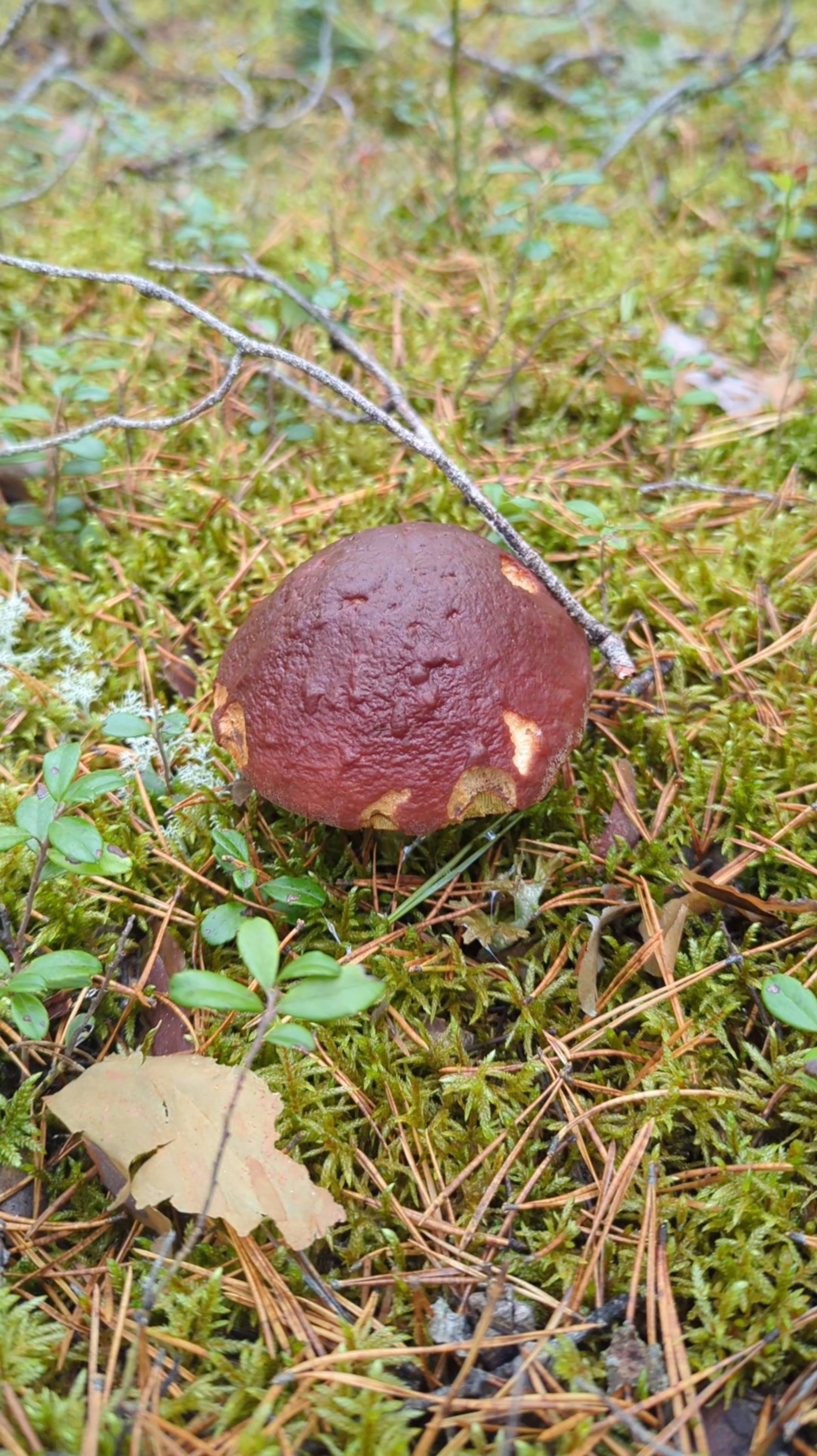 Боровички, Лодейнопольский район #грибы #ленобласть #осень