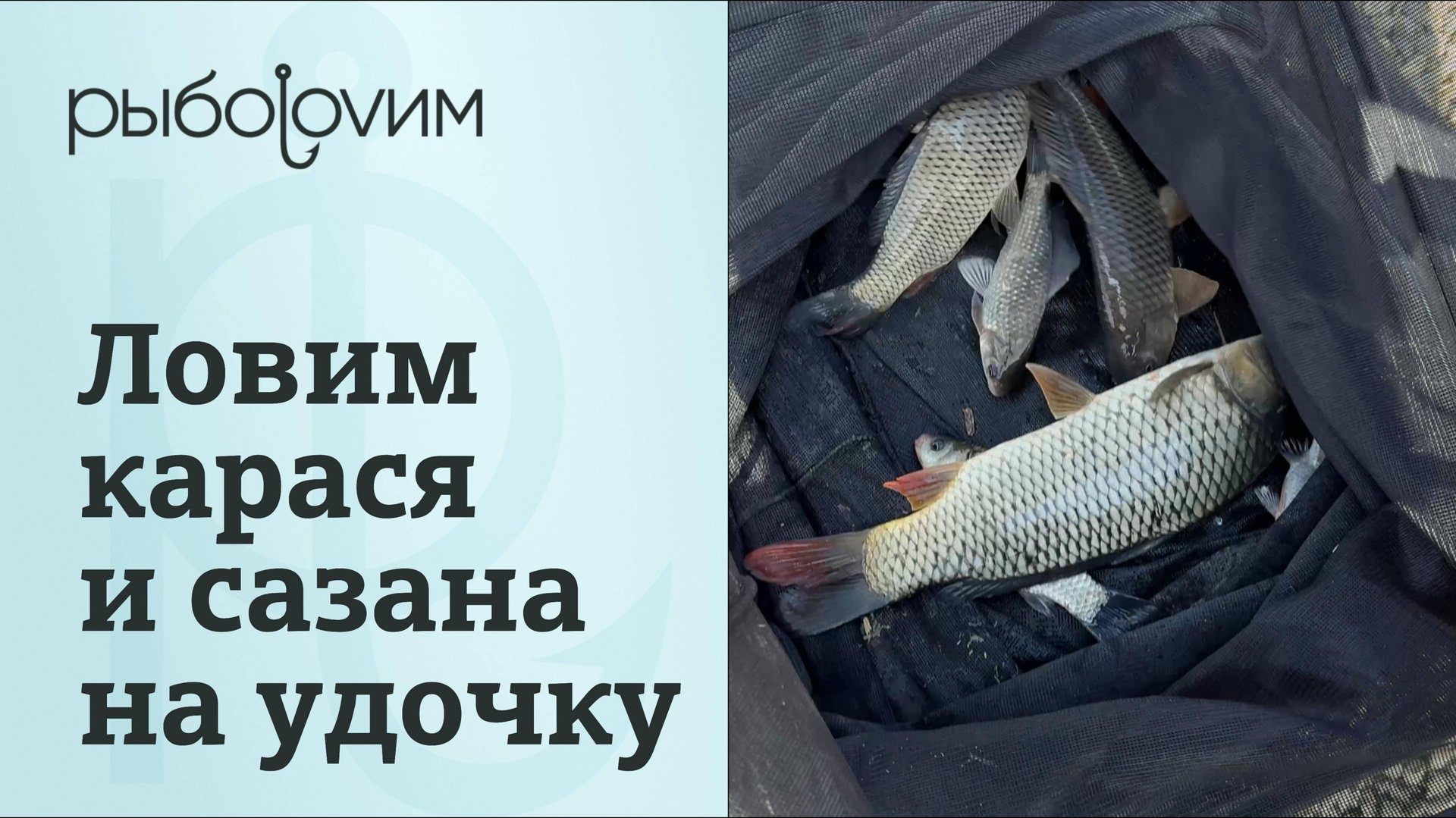 Ловим весеннего карася на болонскую удочку.