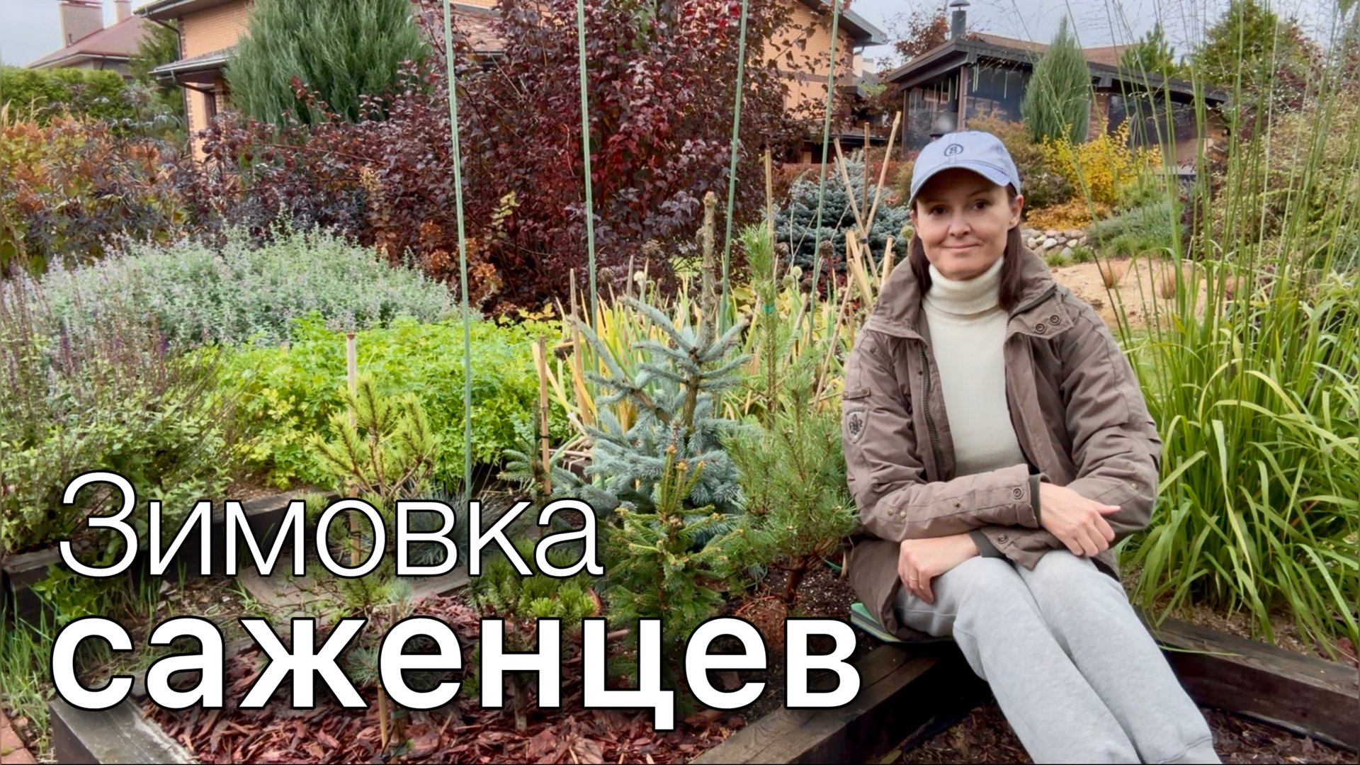 Как я сохраняю хвойные зимой Новые растения не высаженные на постоянное место ОБЗОР