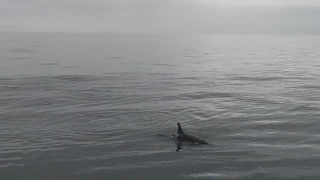 КАСАТКИ - ВРАГИ РЫБАКОВ