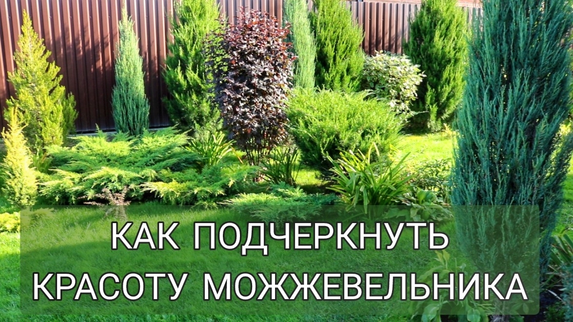 КАК ПОДЧЕРКНУТЬ КРАСОТУ МОЖЖЕВЕЛЬНИКА. 6.10.2025г.