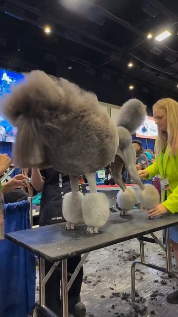 Приколы, животные, #смешные ролики #приколы #смех #кошки #собаки #свиньи #котята #реелс #шортс