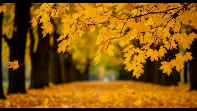 Падают желтые листики