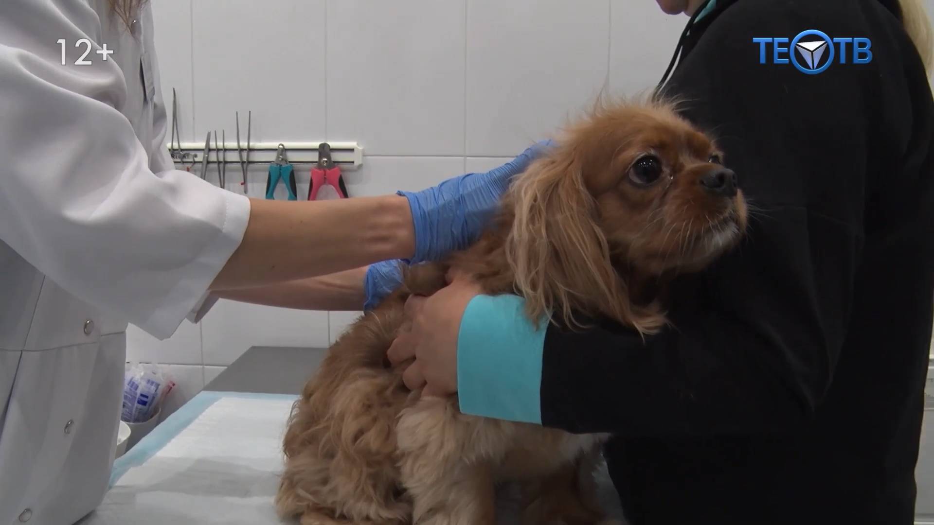 Вакцинация домашних животных - залог здоровья питомца и владельца