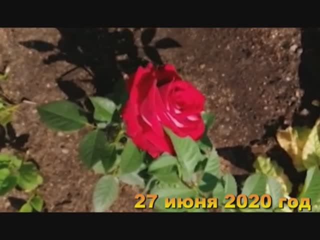 7 соток. Все цвете и завязывается клубника, огурцы, помидоры перец, пионы. Хроника 27 июня 2020 год