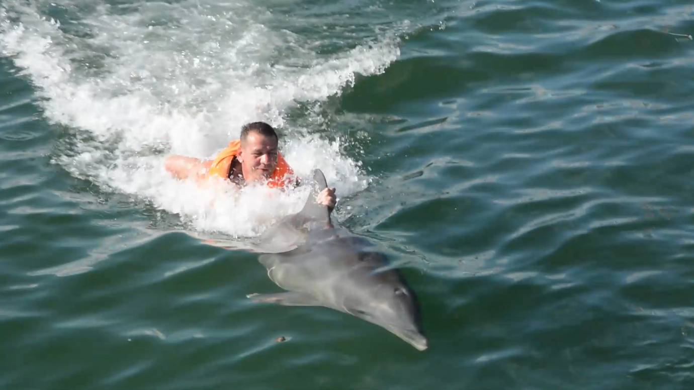 Куба, купание с дельфином