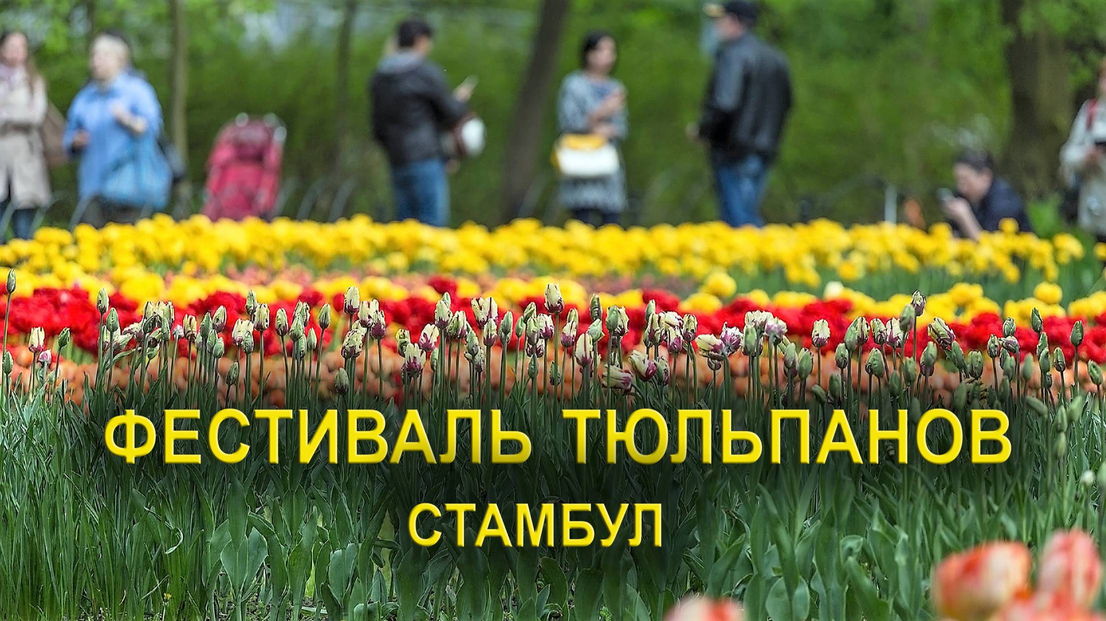 Фестиваль тюльпанов Стамбул: Парк Эмирган