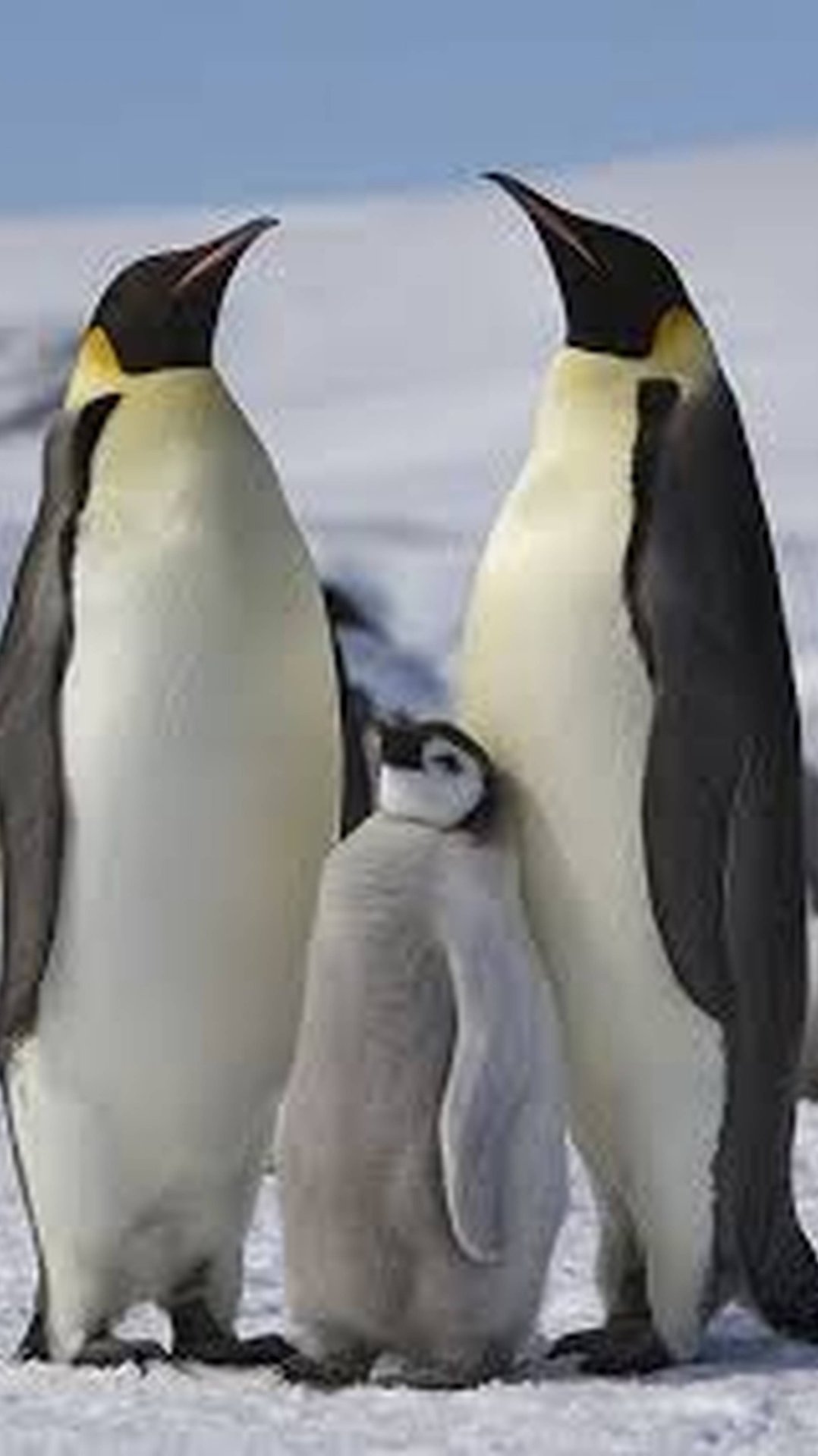 Самые интересные факты о пингвинах.