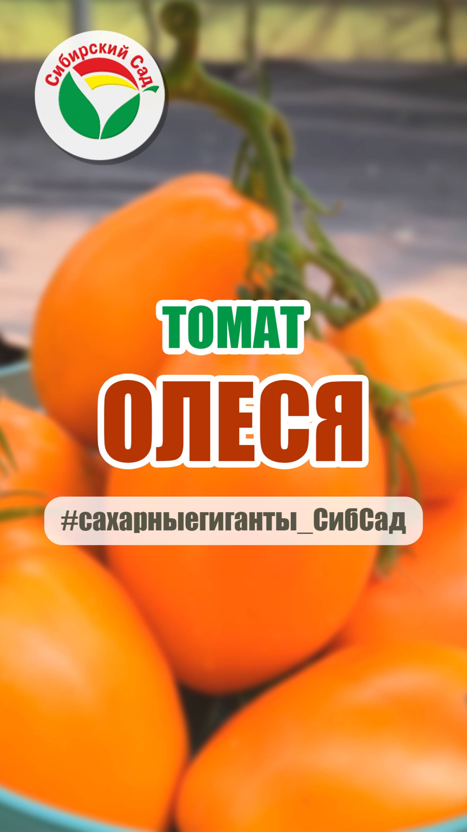 Томат Олеся