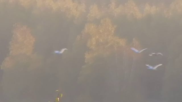 Лебеди со взлётом озеро Ильмень 01