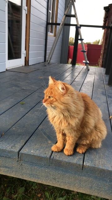 Наш кот Альфушка ❤️