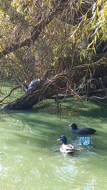 Черепаха в дикой природе рядом с кряквой и лысухой) Близкая съемка #STR