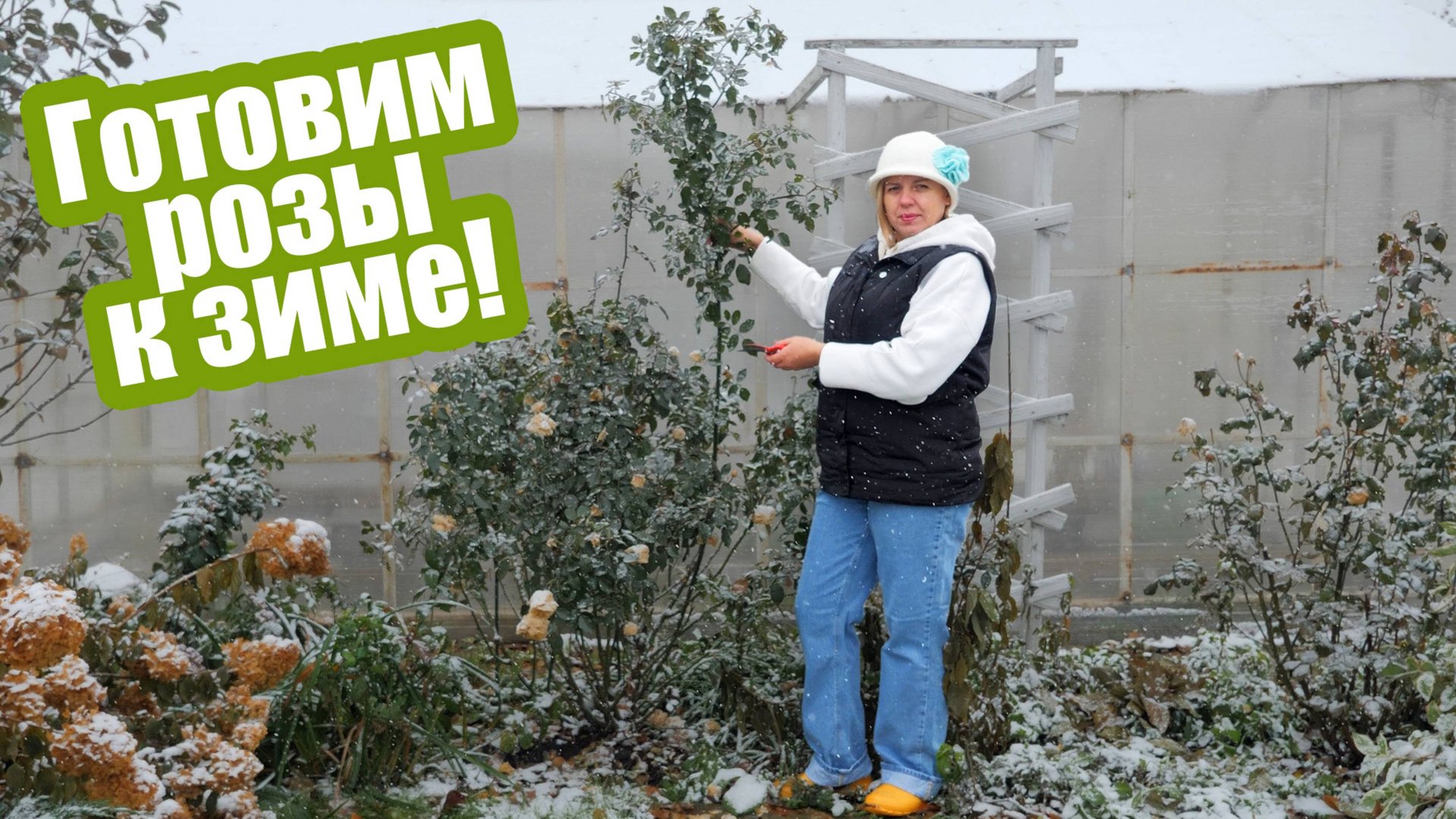 Как ОБРЕЗАТЬ РОЗЫ ОСЕНЬЮ? Пошаговая инструкция!