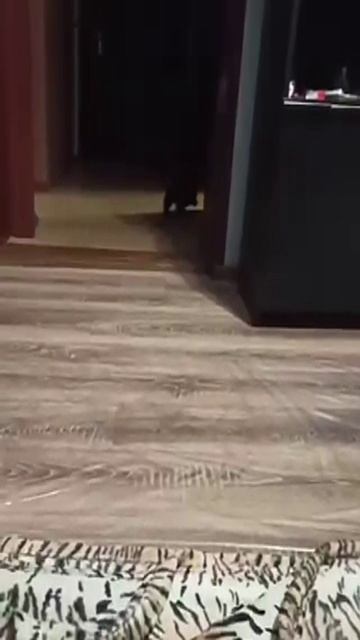 Джерри бегает БОКОМ (26)