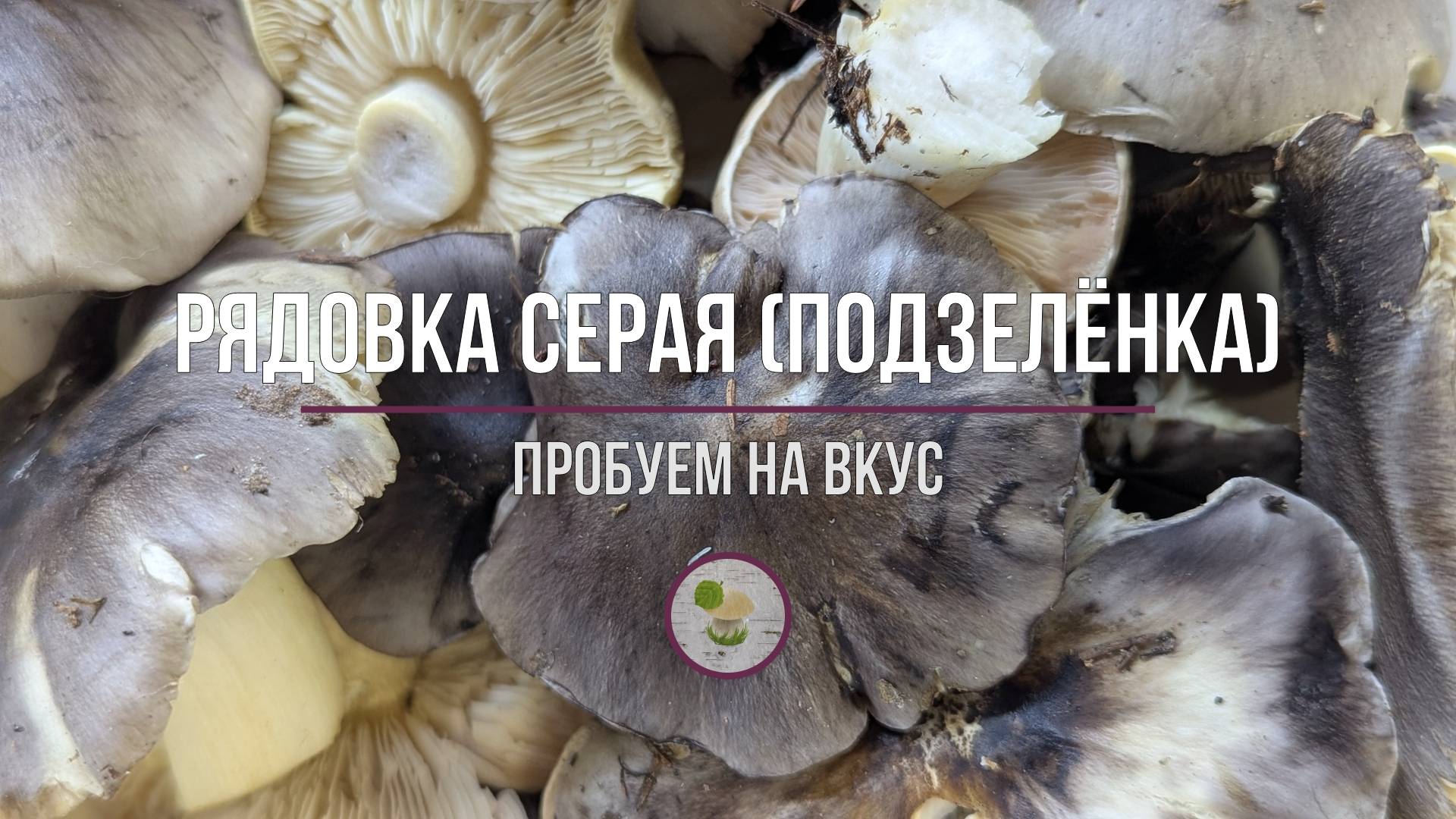 Рядовка серая (Tricholoma portentosum). Пробуем гриб на вкус.