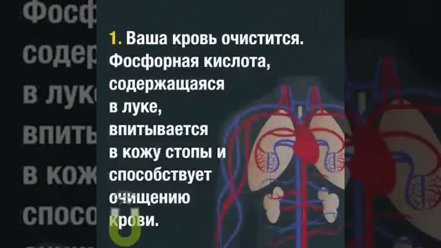 Как лук очищает организм