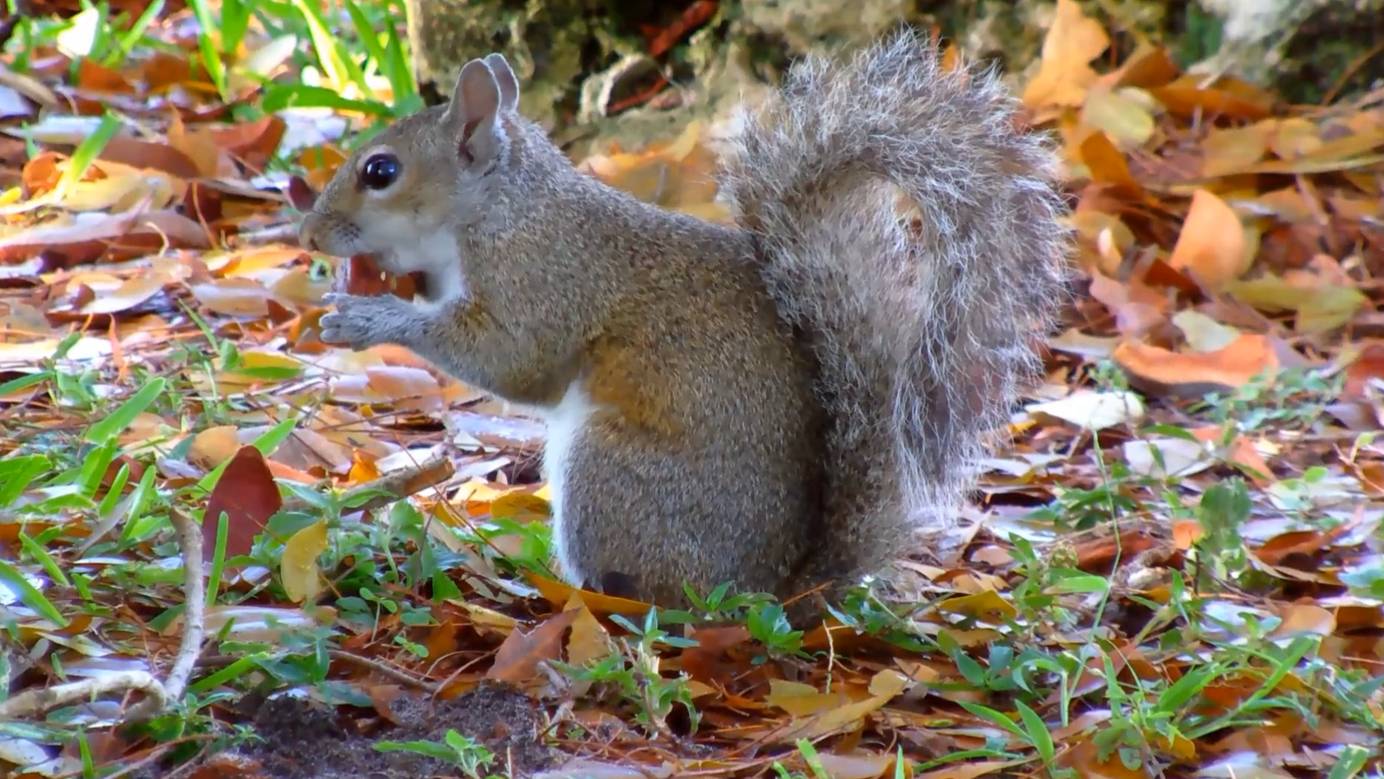 Тема романса (Из к/ф Формула любви)/