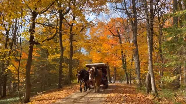 Удивительный осенний колорит и экскурсия по осеннему саду на острове Макино, штат Мичиган Осенние ли