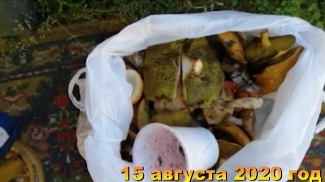 7 соток. Прогулка в лес за грибами и черникой. Вечером заготовки. Хроника 15 августа 2020 год