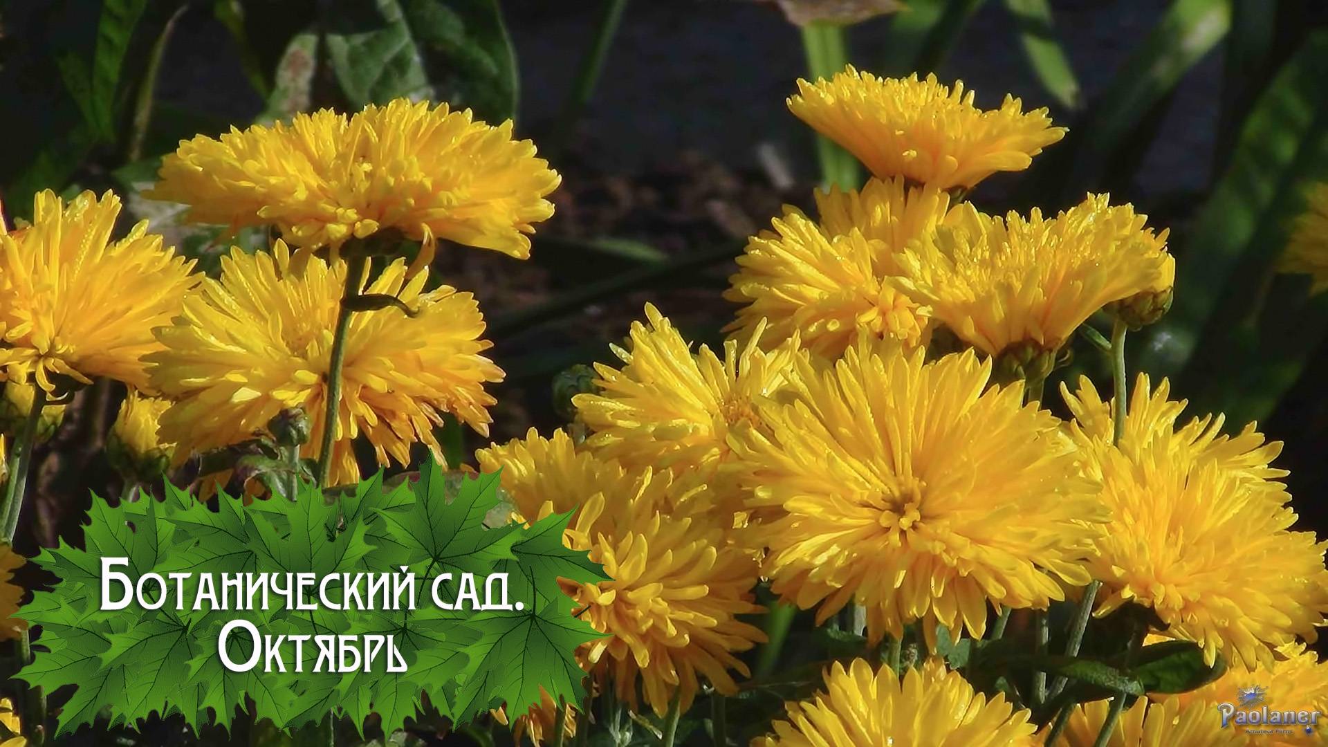 Ботанический сад. Октябрь (2025)