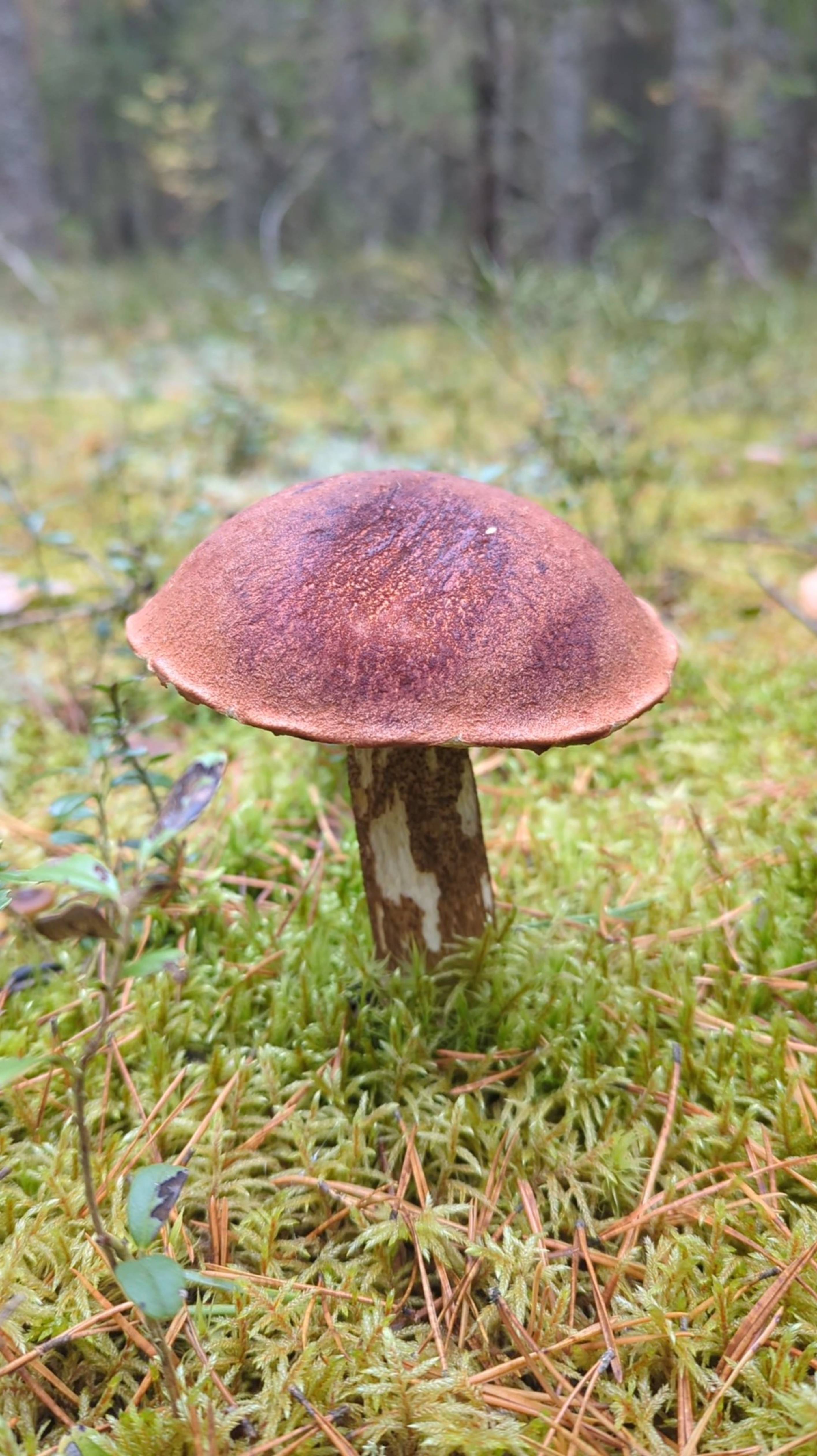 Последние подосиновички, октябрь2025 #грибы #осень2025