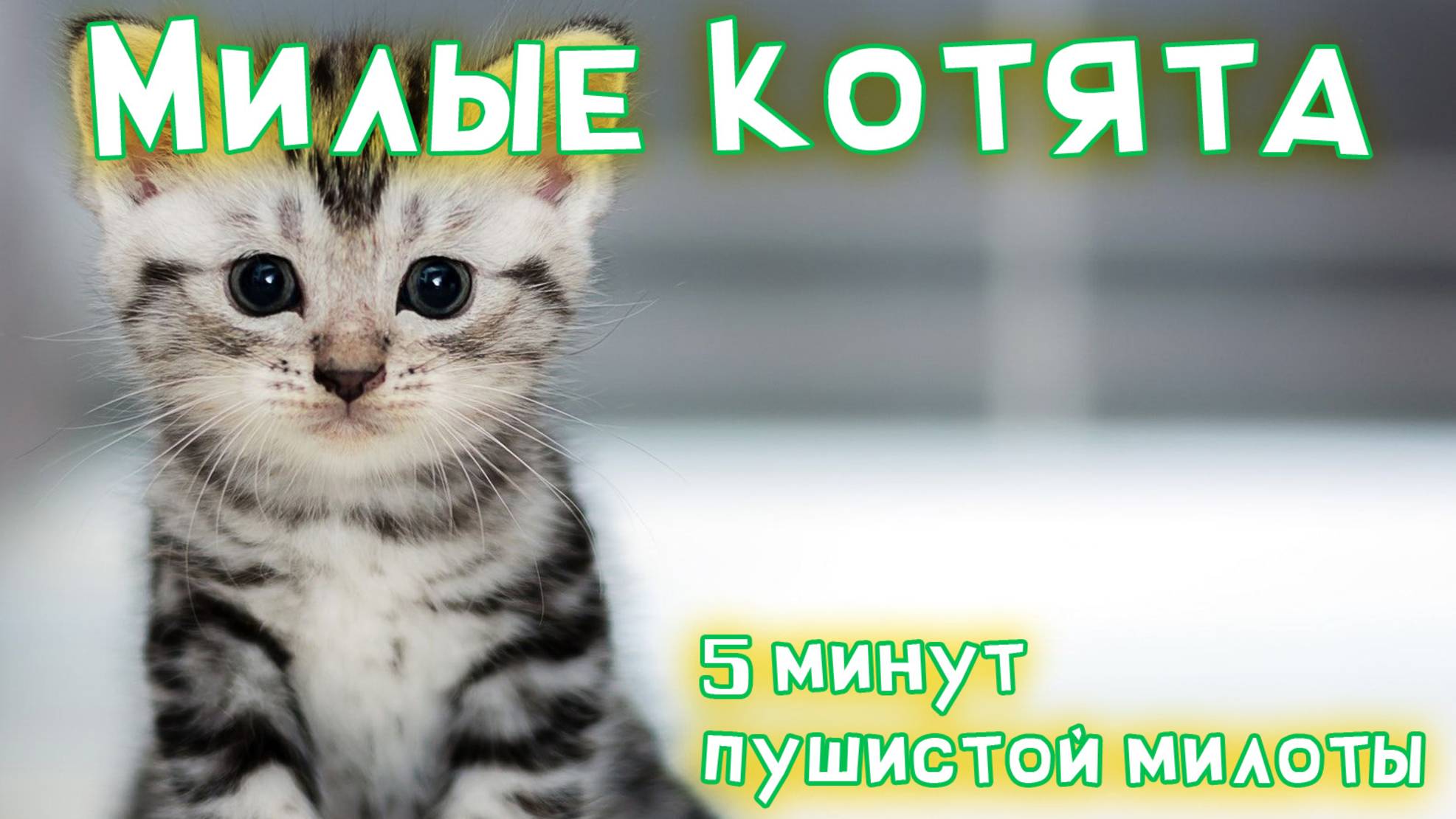 Милые котята – 5 минут пушистой милоты