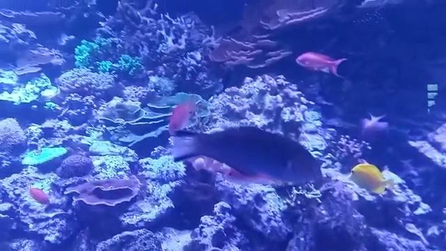 Морской огурец.