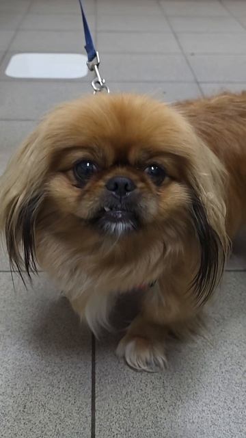 Грушенька 😍