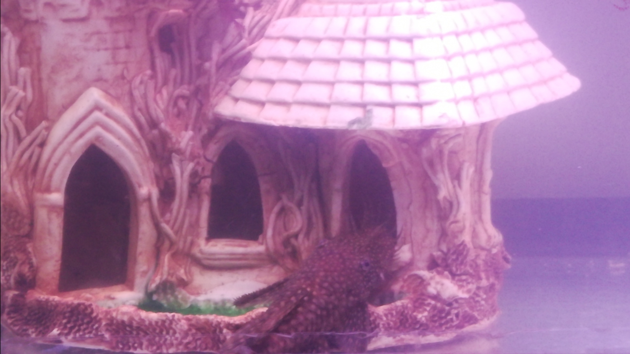 Ждём беззубика, на этот раз вышел...