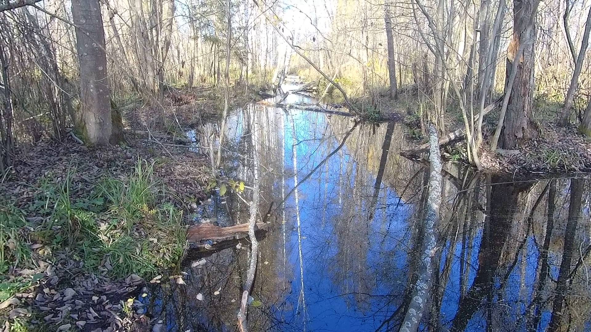 На болото за щурьём. Спиннинг, твичинг.