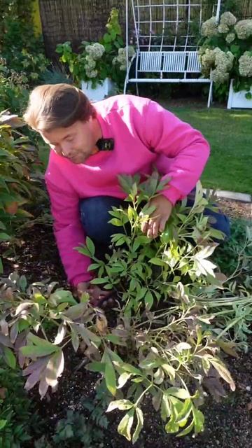 Обрезаем пионы.