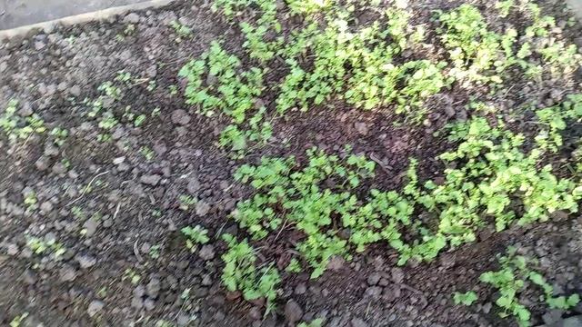 ЛУК И ЧЕСНОК ПОСАДИЛА ЗАНОВО.