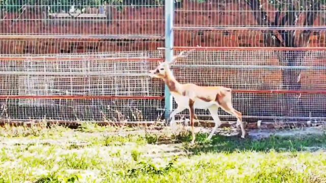В нашем зоопарке теперь две антилопы гарна!