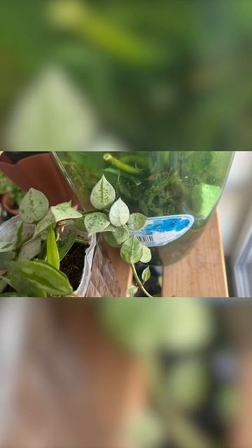 Хойя Фламинго Дрим