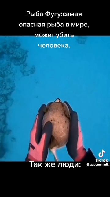 я каждый день их ем