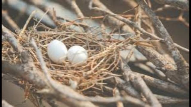 В гнездах бородатых стервятников в Испании обнаружили 226 старинных предметов