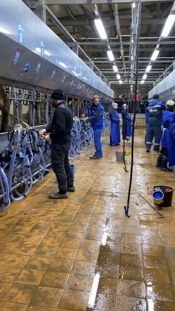 Дойка, ДЗ Параллель АТ 2х25 с быстрым выходом и системой автоматизации Milk IT