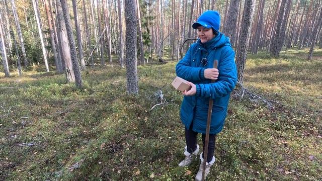 Сажаем дубовый лес: Желуди из-под дуба Петра I